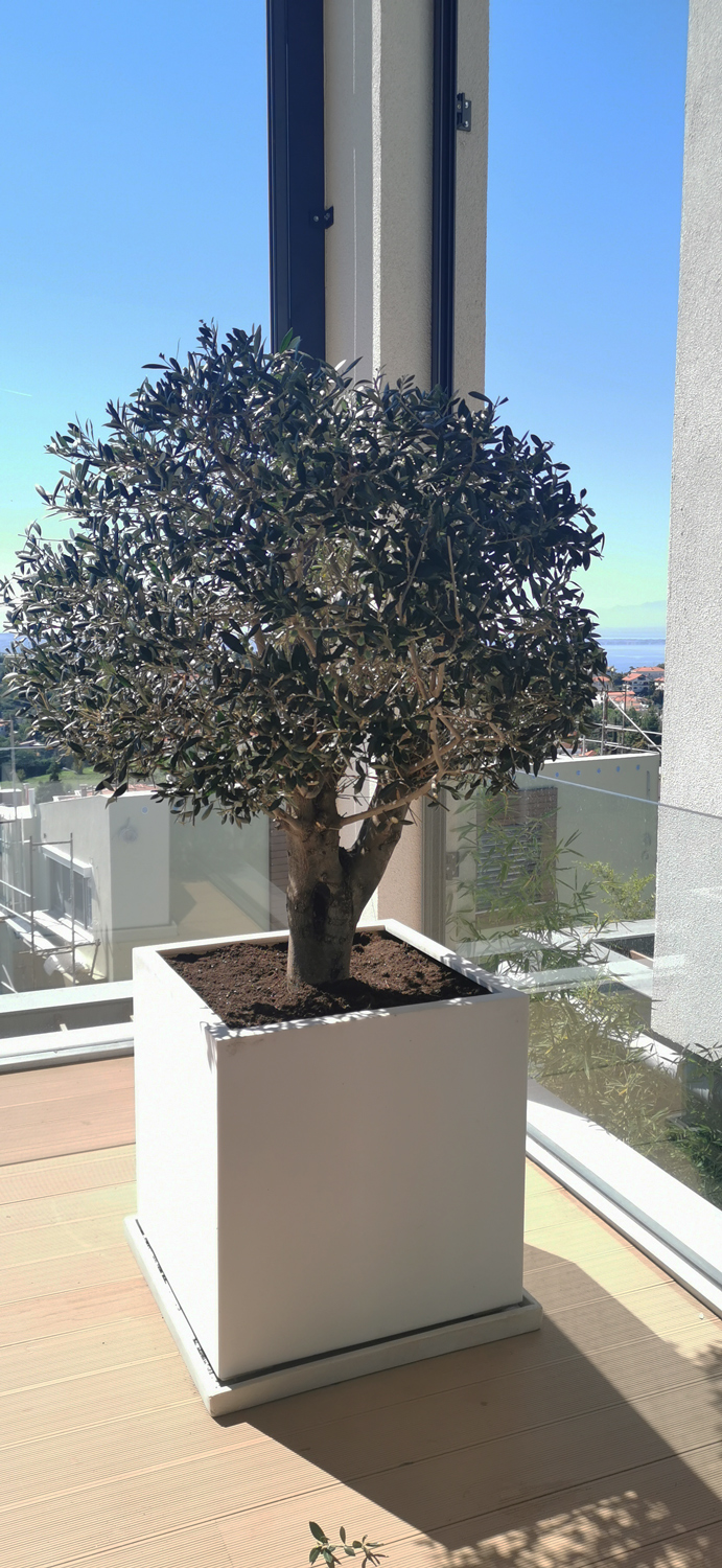Λευκή γλάστρα fiberstone με ελιά | ΠΥΘΑΡΙ CENTER - Είδη Κήπου - Γλάστρες